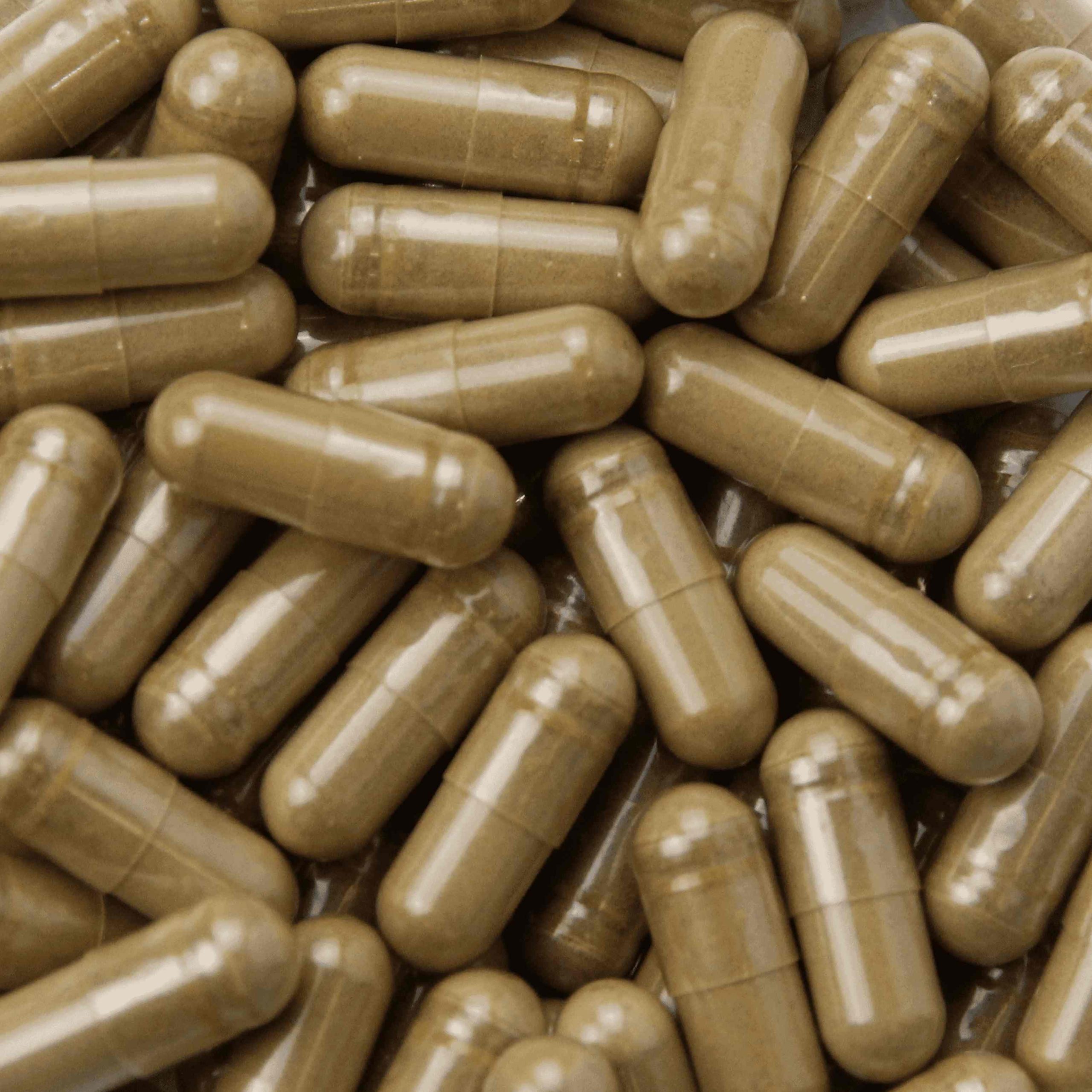 Turkey Tail Mushroom Capsules x 60 - The Healing Cauldron